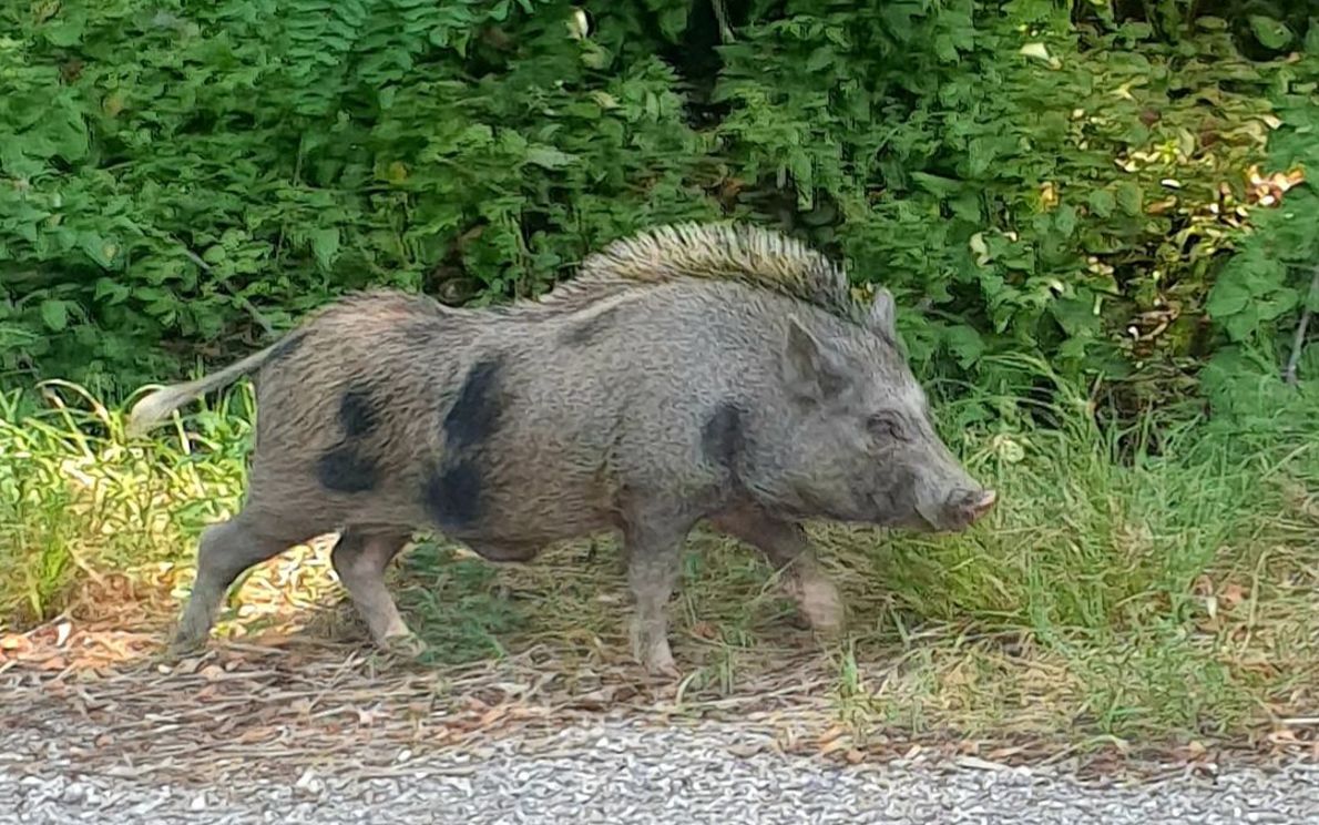 Cinghiale ibrido o maialino vietnamita? Ecco l'animale 'fantastico' fotografato sui Colli ...