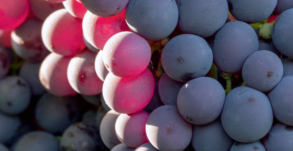 La vigna italiana è sotto attacco della peronospora, prevista una ...