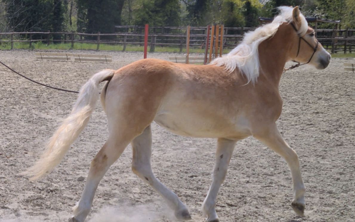 Progetto razze autoctone, cavalli italiani nei centri ippici del Veneto ...