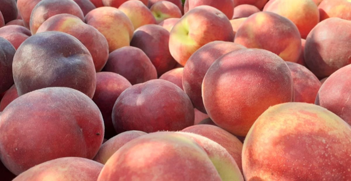 Pesche, nel Veronese in costante calo gli ettari coltivati | TgVerona ...