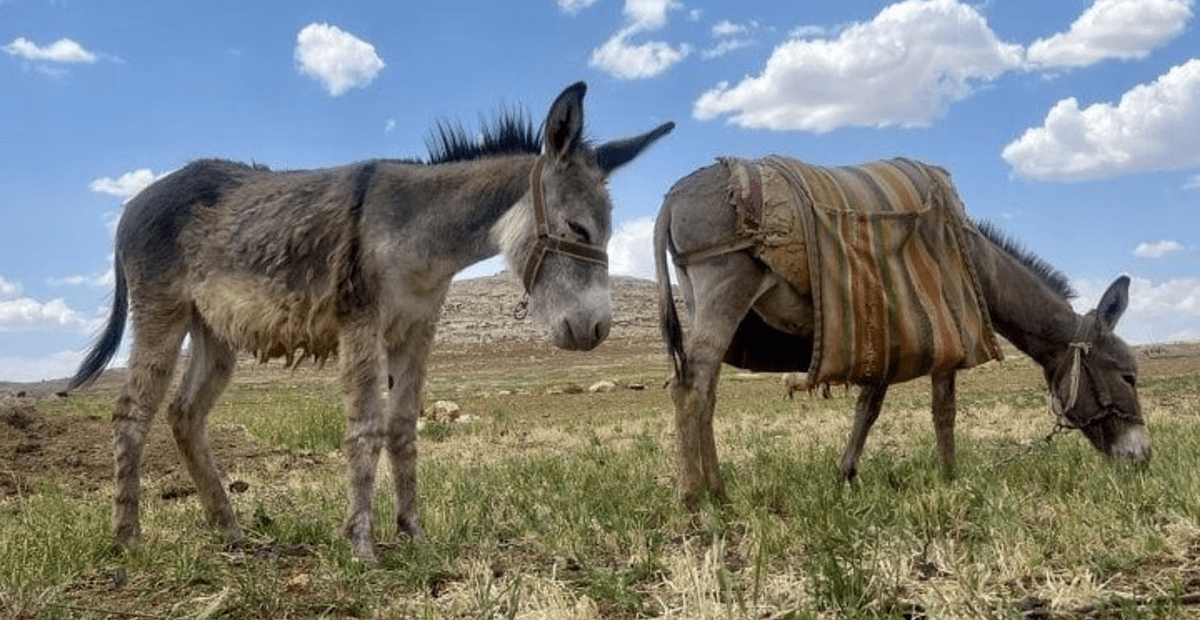 L'asino addomesticato in Africa 7mila anni fa, lo dice il DNA: uno ...