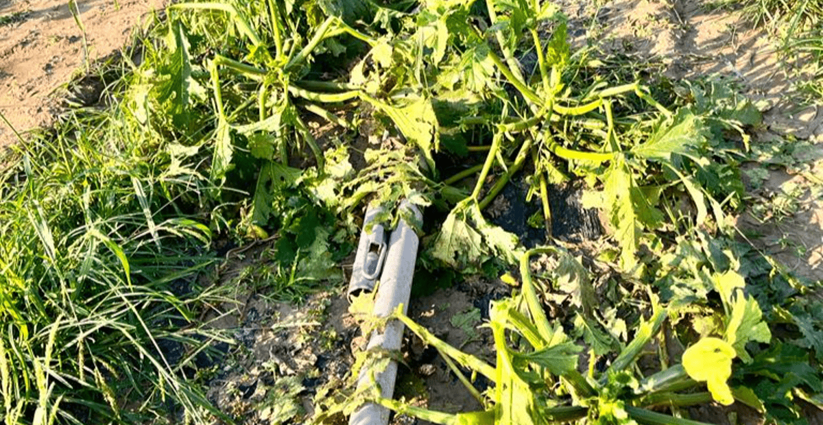 Grandine, devastate le serre e le colture nella zona di Saonara ...