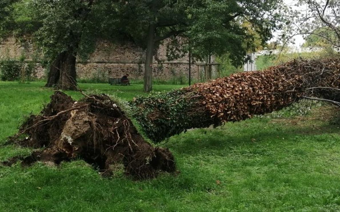 Parco Fistomba, i pioppi sono malati incurabili: abbattimento ...