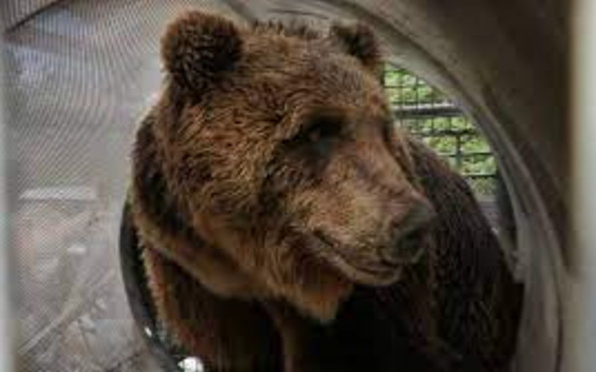 Fugatti firma una nuova ordinanza per abbattere l'orsa JJ4 | Telenuovo ...