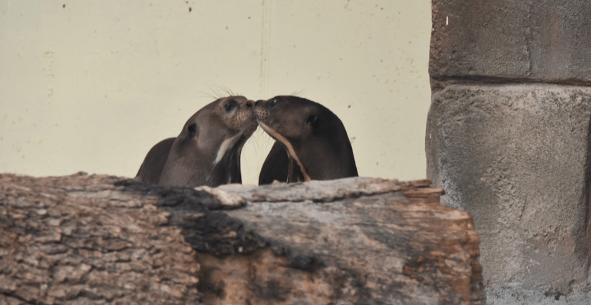 Madeira e Pedro: amore a prima vista a Verona per le uniche lontre ...