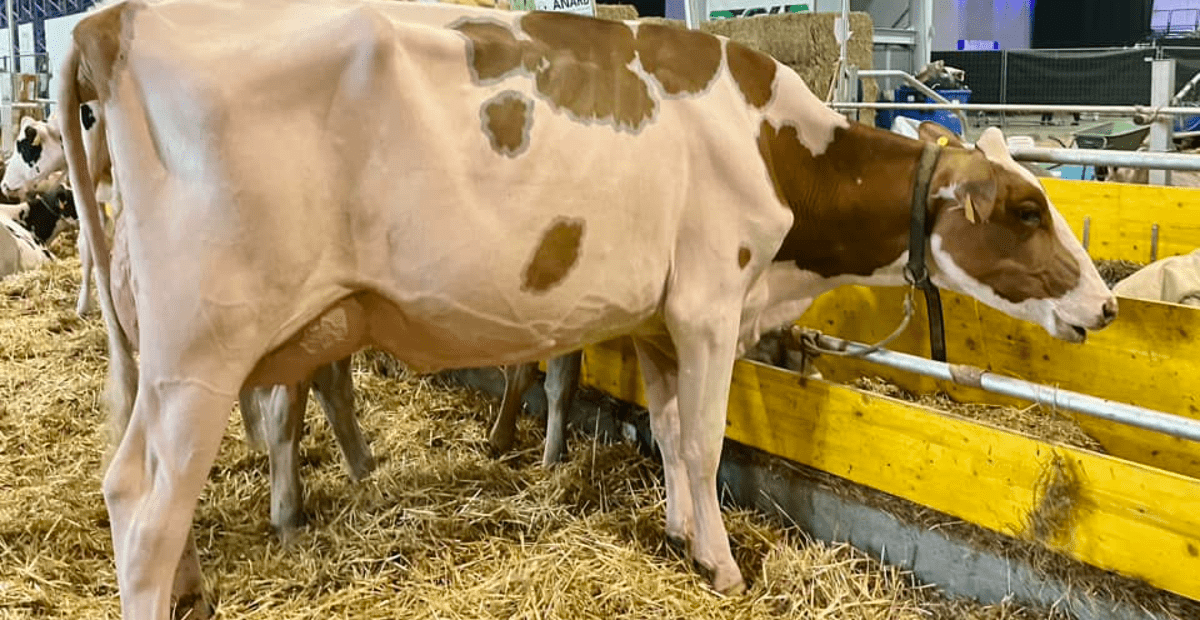 Mucca frisona di Santa Giustina in Colle tra le regine d'Europa ...